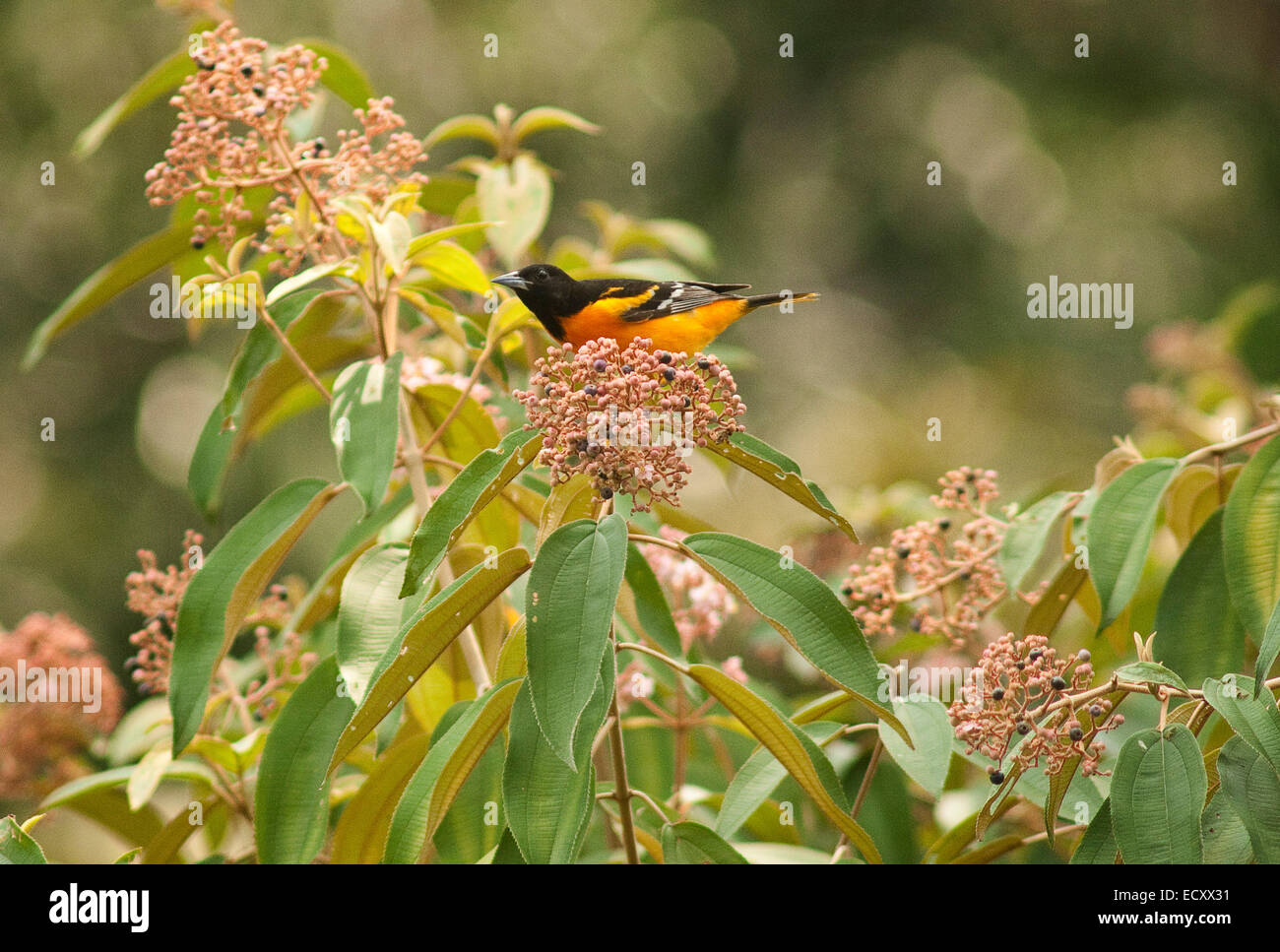 El Pino, Atlaneida, Honduras. 3rd May, 2013. 5/1/2014 La Ceiba ...