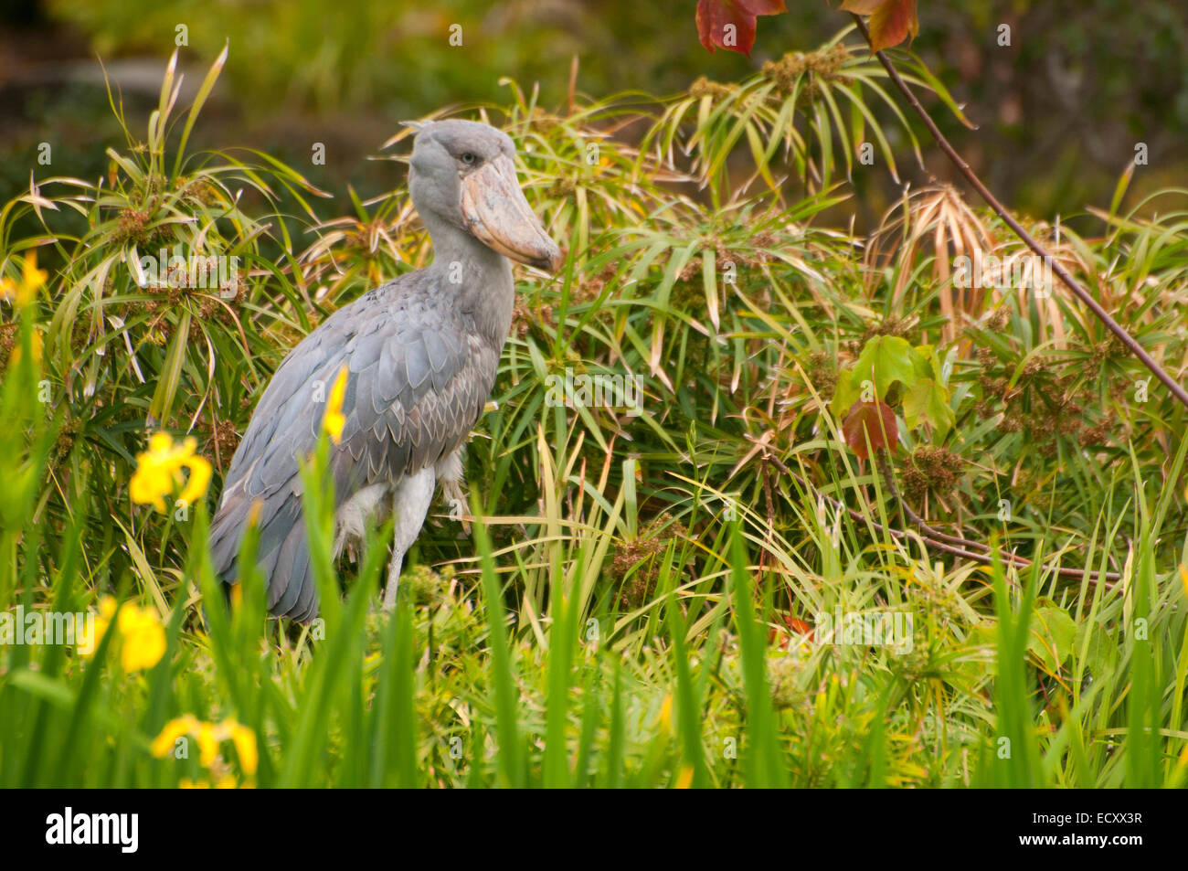 Shoebill (Balaeniceps rex), San Diego Zoo Safari Park, San Diego County ...