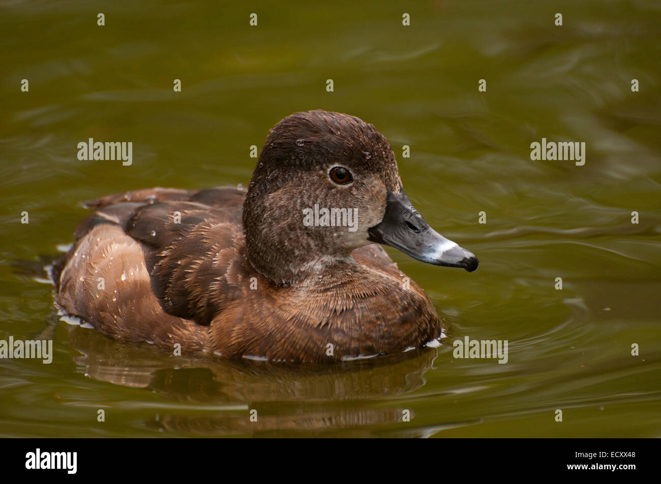 Hen Ringneck Duck