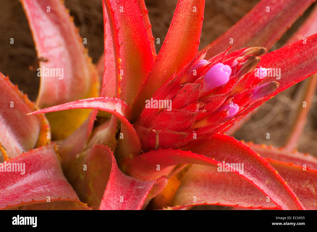 Bromeliad, San Diego Zoo Safari Park, San Diego County, California ...