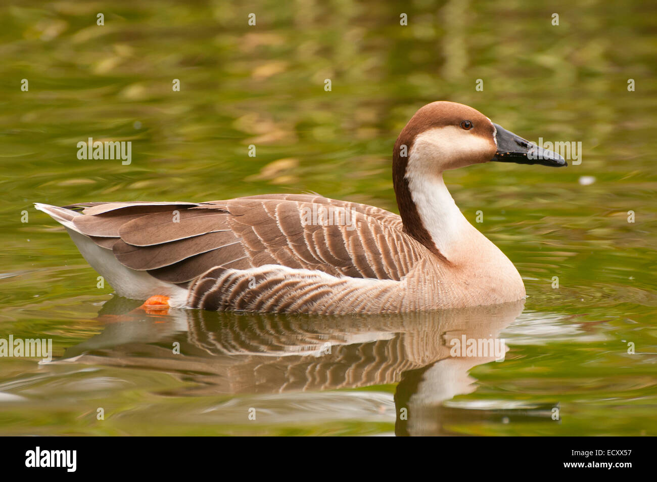 Swan goose (Anser cygnoides), San Diego Zoo Safari Park, San Diego ...