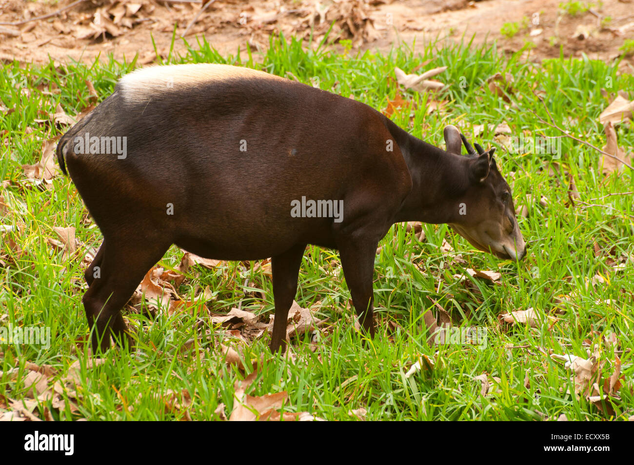 Yellow-backed duiker (Cephalophus silvicultor), San Diego Zoo Safari ...
