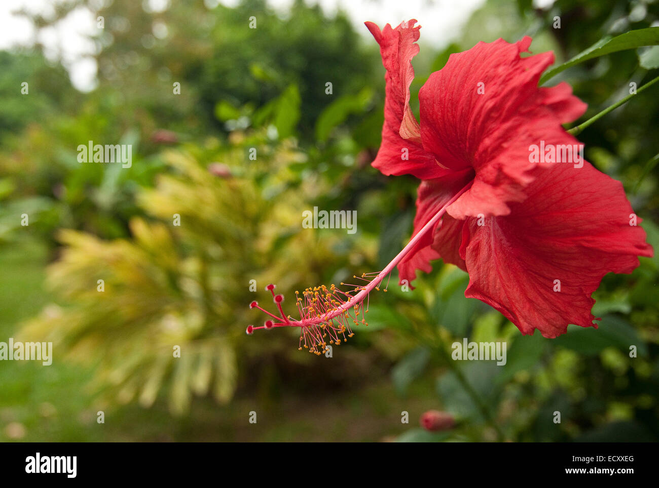 Honduras national parks hi-res stock photography and images - Alamy