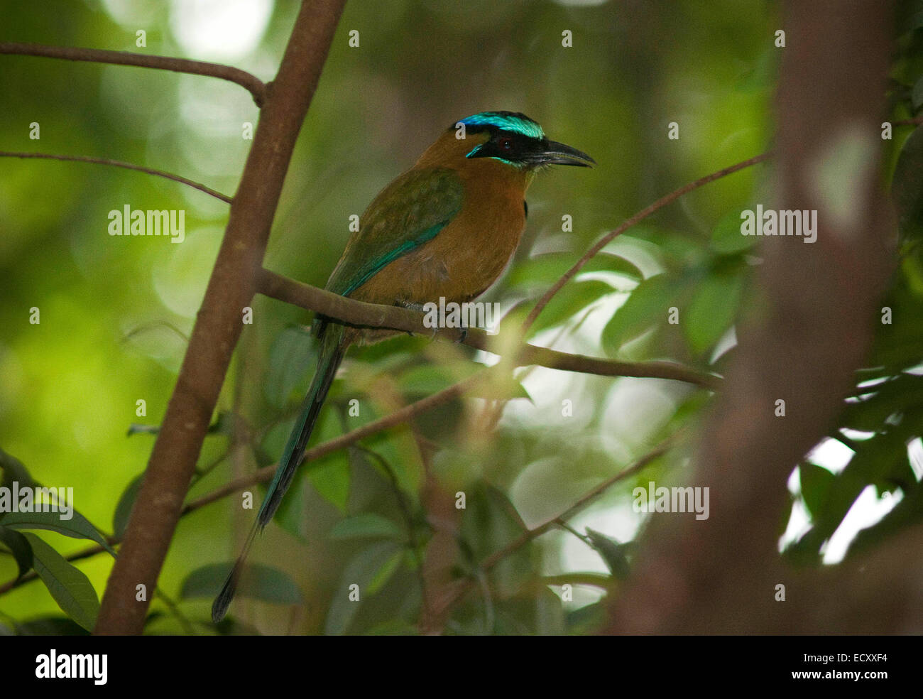 El Pino, Atlaneida, Honduras. 3rd May, 2013. 5/1/2014 La Ceiba ...