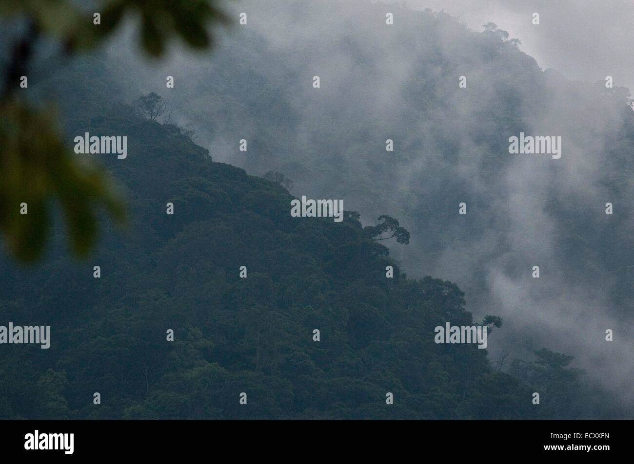 Honduras national parks hi-res stock photography and images - Alamy