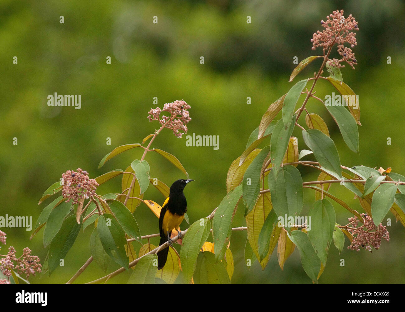 El Pino, Atlaneida, Honduras. 3rd May, 2013. 5/1/2014 La Ceiba ...