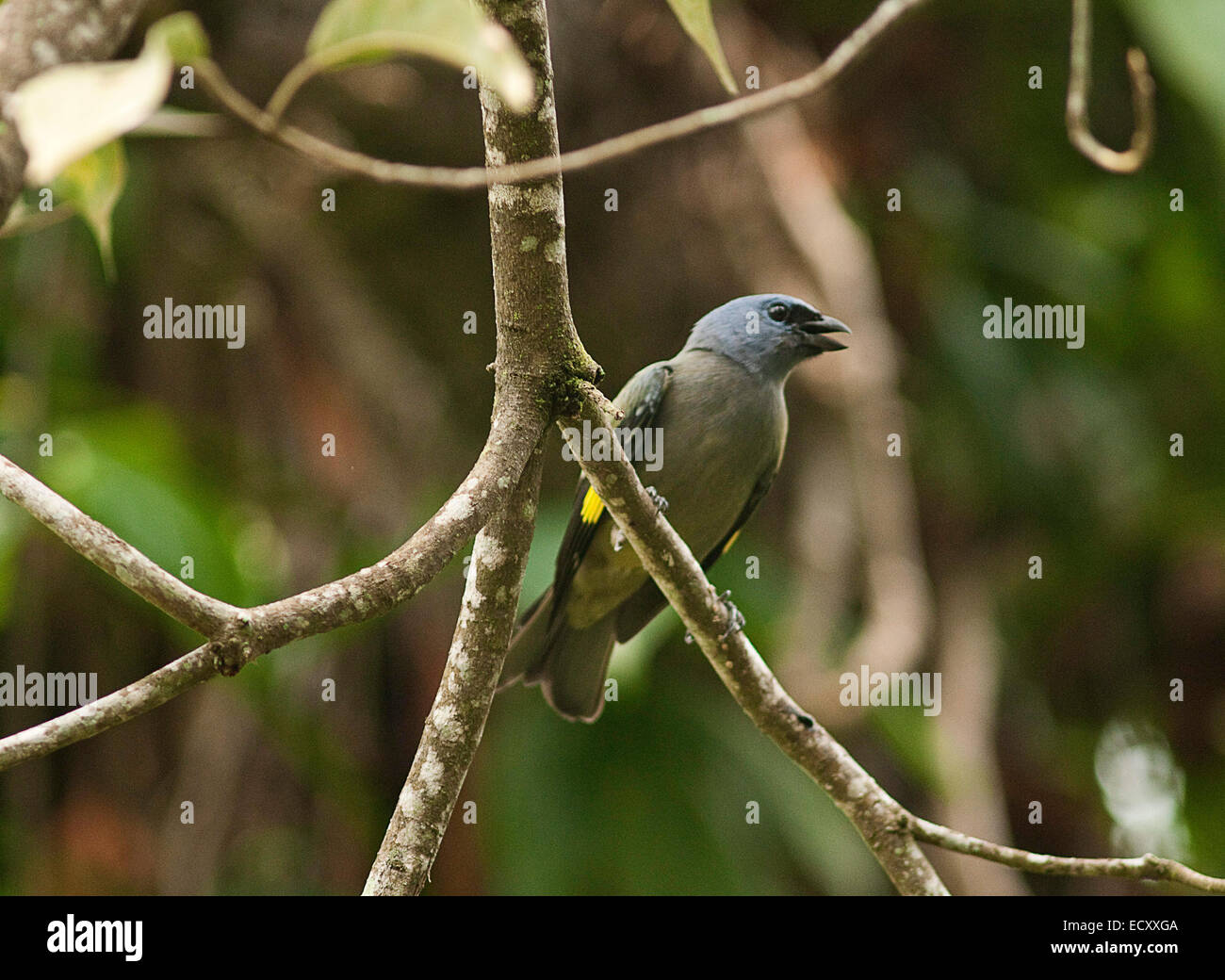 El Pino, Atlaneida, Honduras. 3rd May, 2013. 5/1/2014 La Ceiba ...