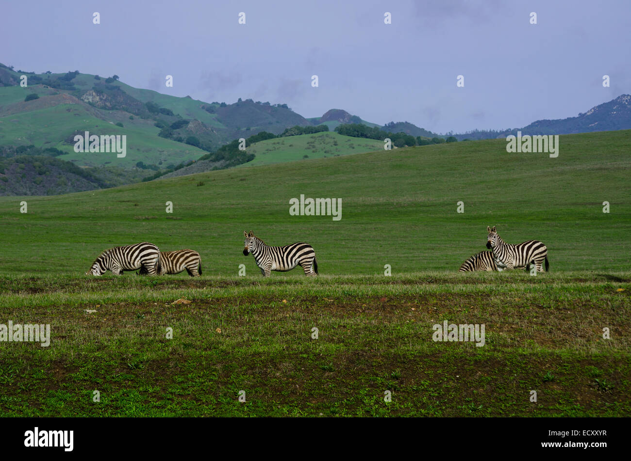 Zebras grazing in san simeon hi-res stock photography and images - Alamy