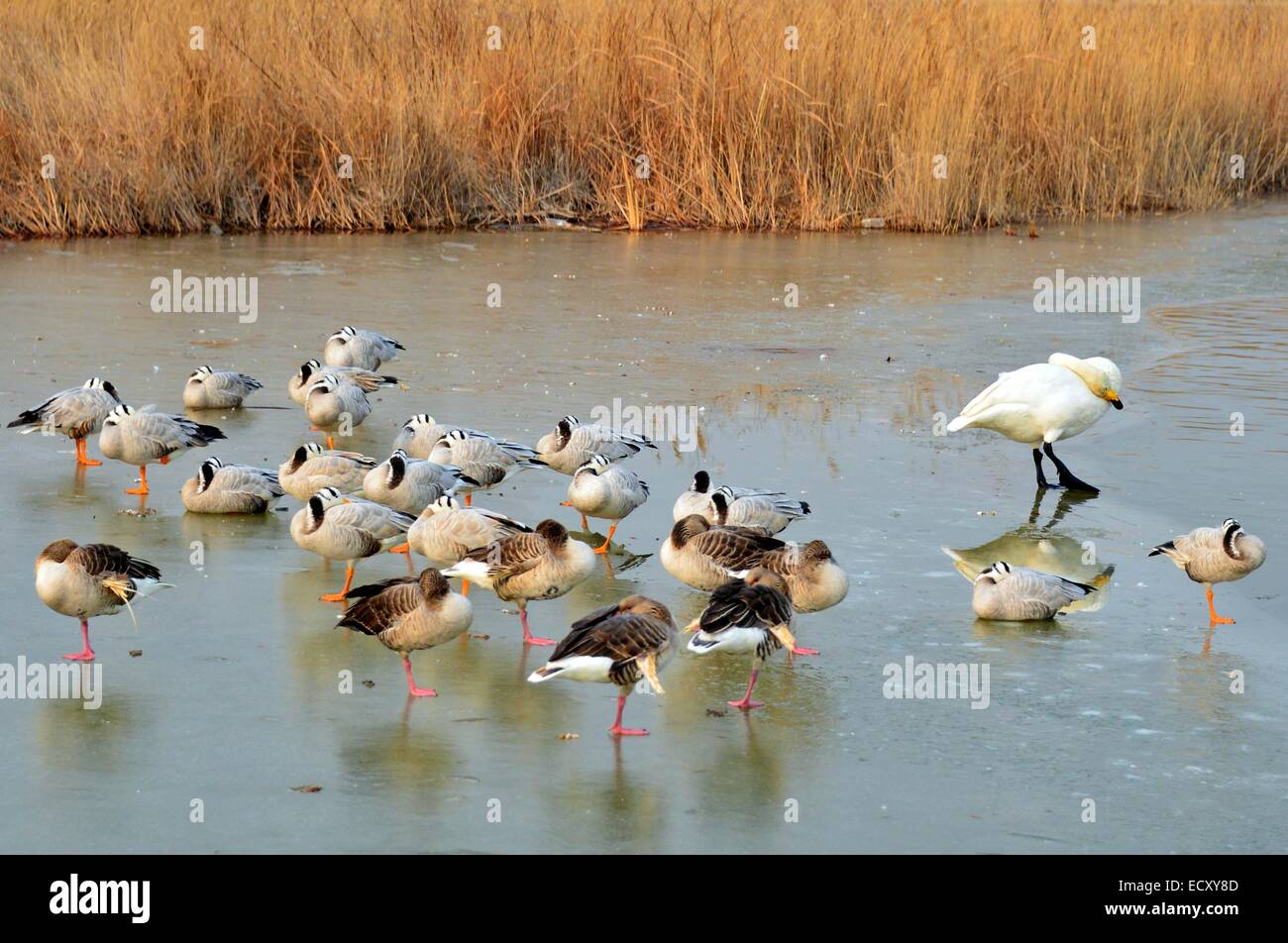 Ji'nan. 21st Dec, 2014. Migratory birds are seen at the Yellow River ...
