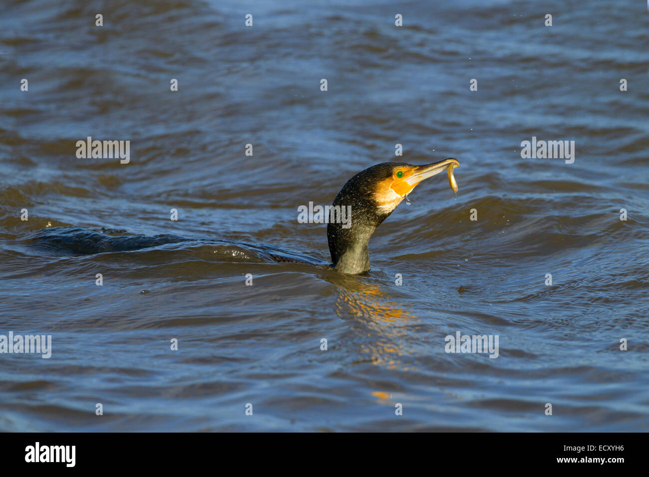 Primitive fish hi-res stock photography and images - Alamy