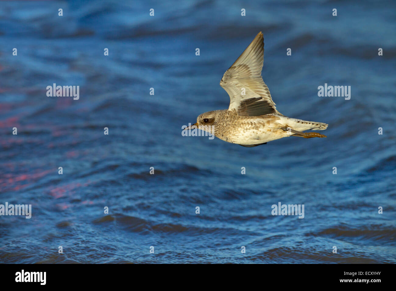 Grey Plover Pluvialis squatarola in flight Stock Photo - Alamy