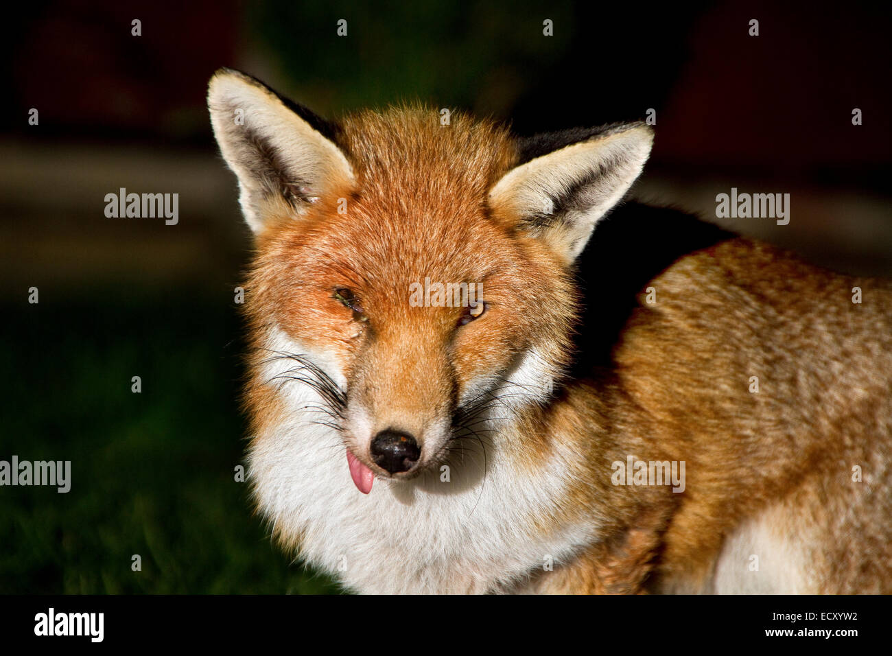 Dog house at night hi-res stock photography and images - Alamy