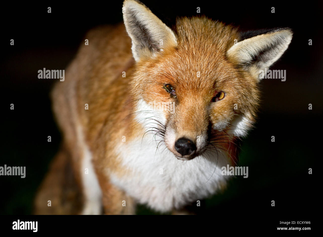 Urban fox in house garden at night with injuries Stock Photo - Alamy