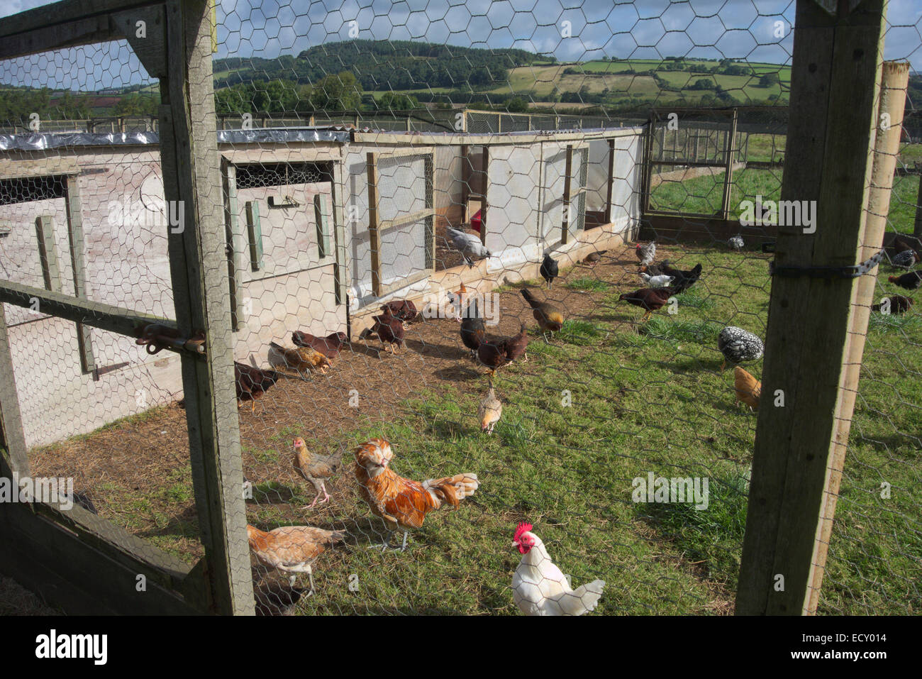 Small poultry breeding unit with outside pens - Brendon Hills Somerset ...