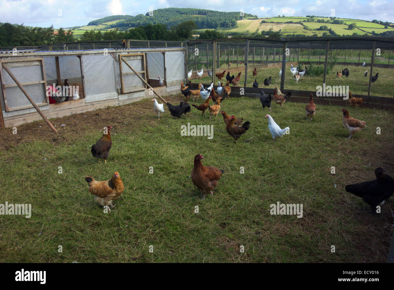 Poultry Unit High Resolution Stock Photography and Images - Alamy