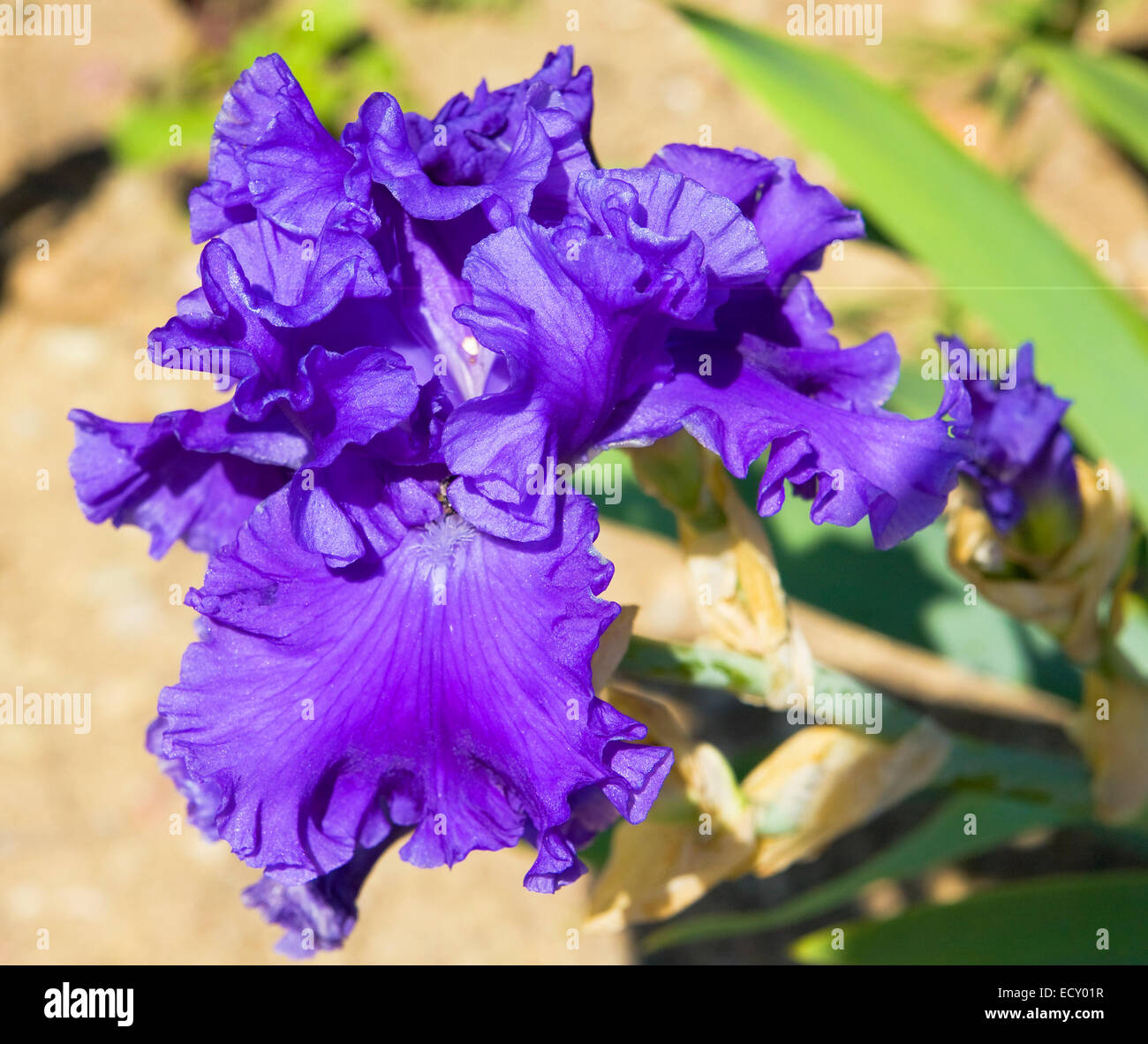 Iris of dark blue colour, sort Riversong, collection of Nikitskiy ...