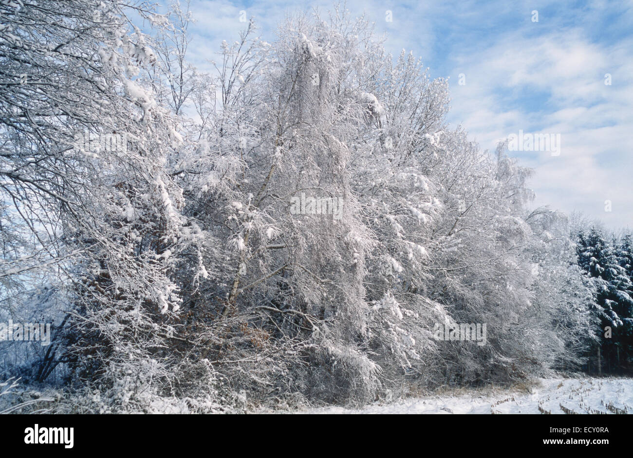 Snow on trees Stock Photo - Alamy