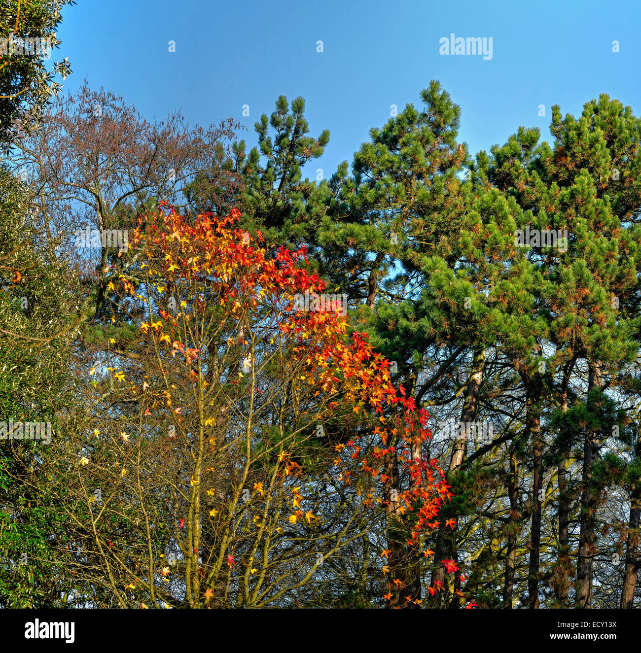 Tree tops hi-res stock photography and images - Alamy