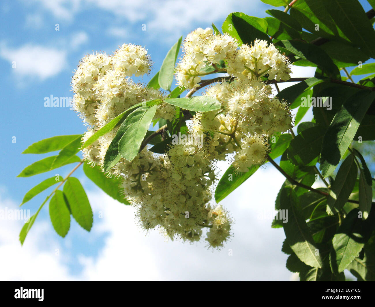 Branch of ash-tree in blossom with white flowers on blue sky Stock ...
