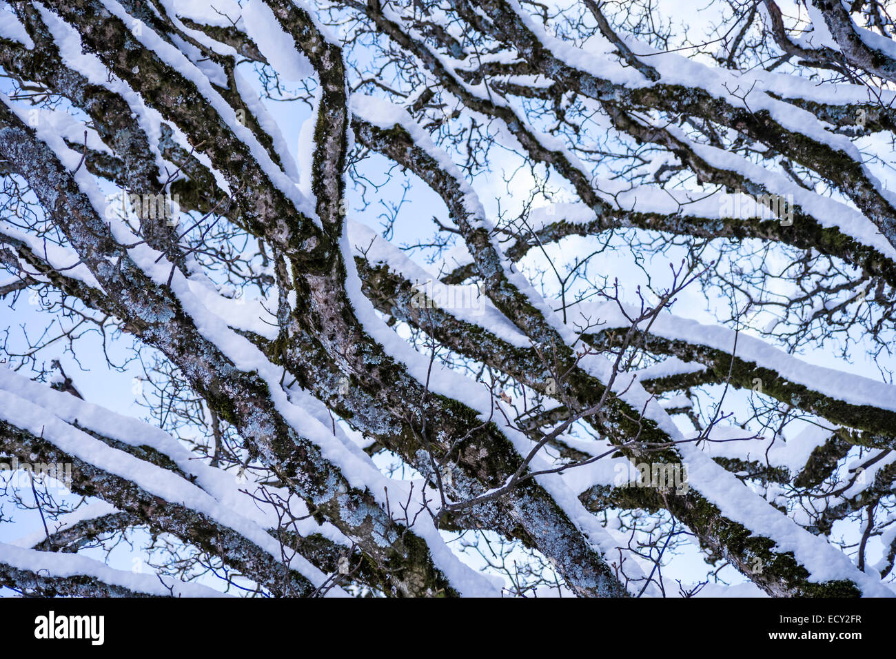 a branch of a tree with snow in winter Stock Photo - Alamy