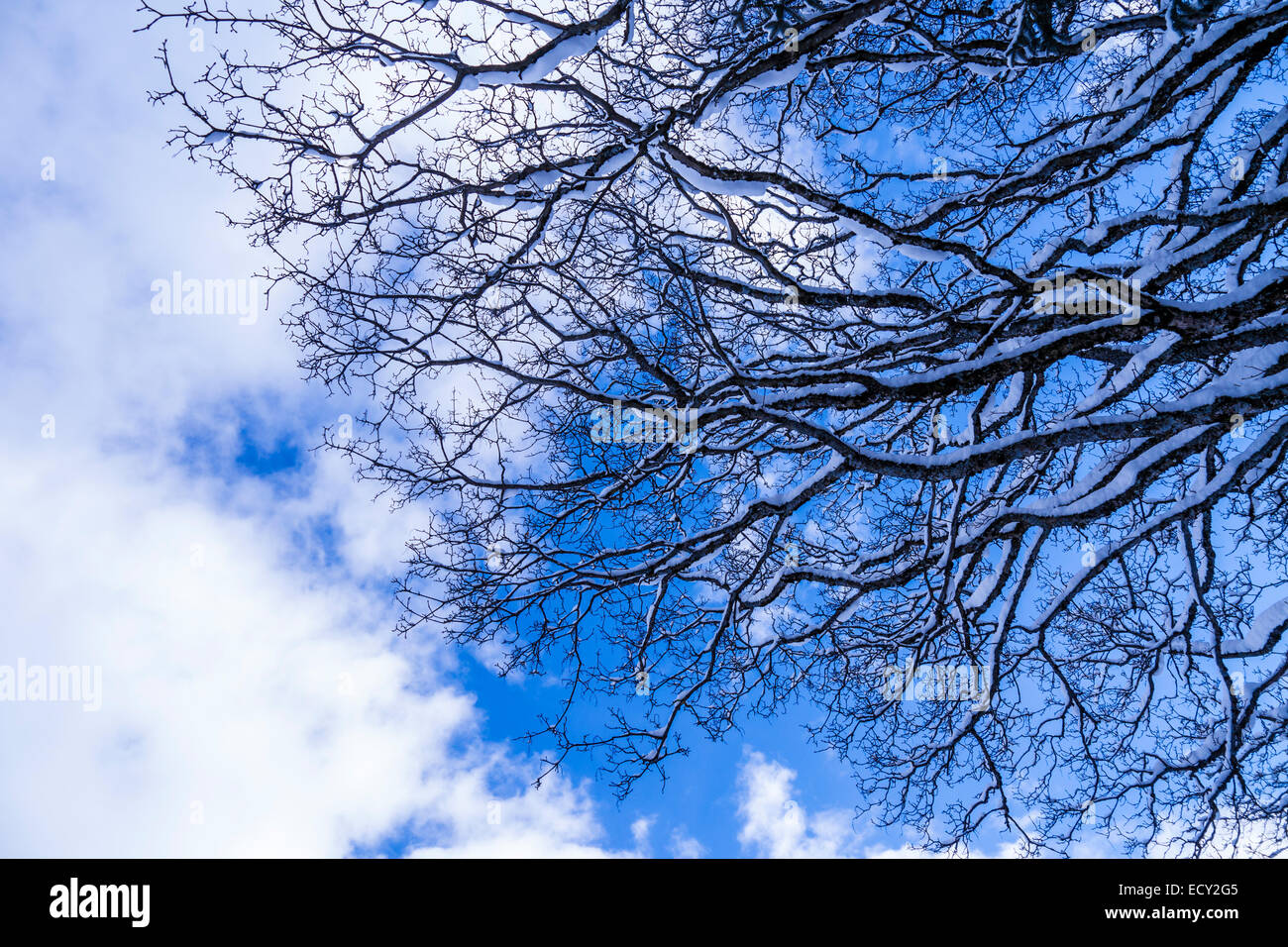 Wallpaper with branches in snow hi-res stock photography and images - Alamy