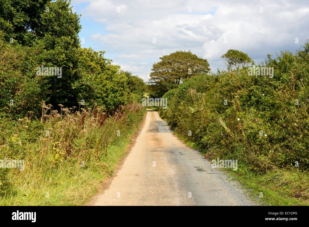 a small country road between green hedges in lush Cornwall countryside ...