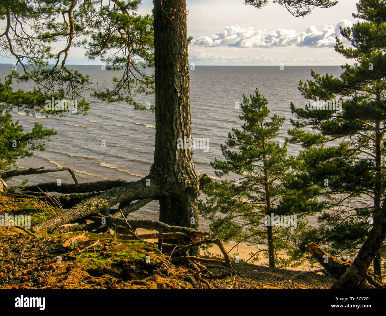 Peipus lake hi-res stock photography and images - Alamy