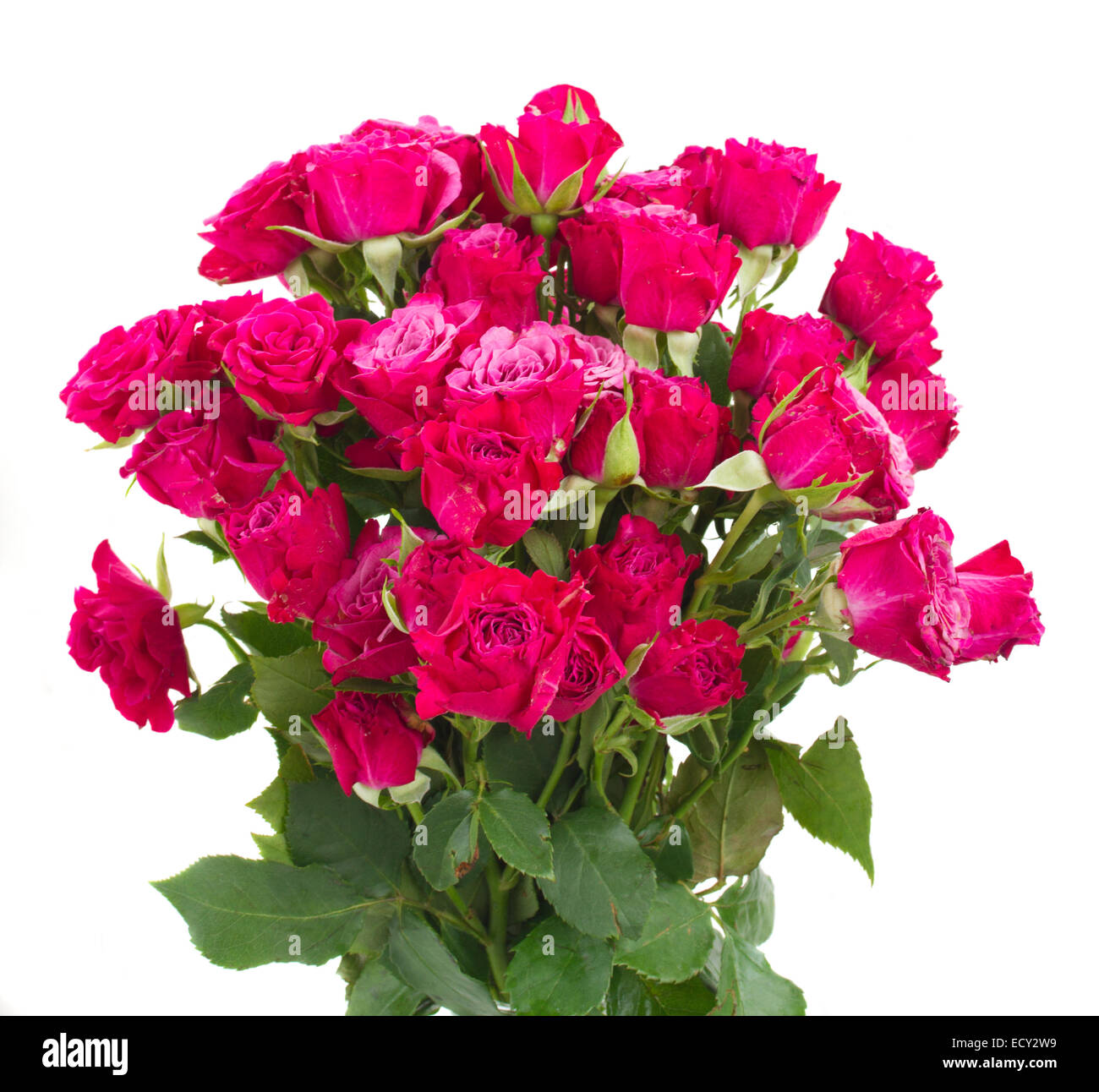 bunch of fresh mauve roses Stock Photo - Alamy