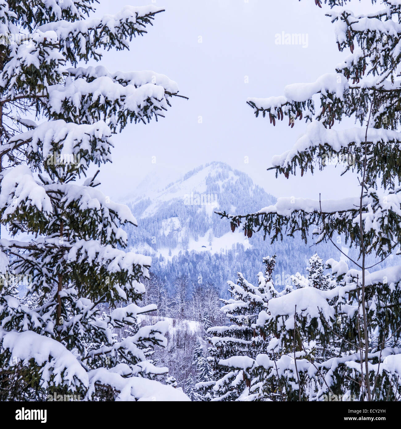 Fir mountain hi-res stock photography and images - Alamy