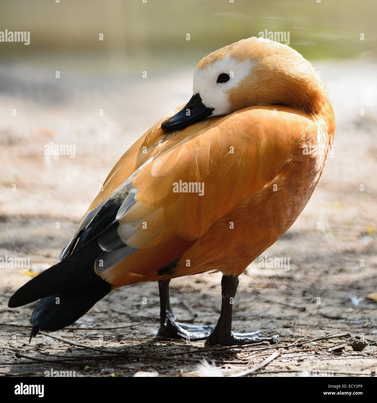 Brown and orange duck hi-res stock photography and images - Alamy