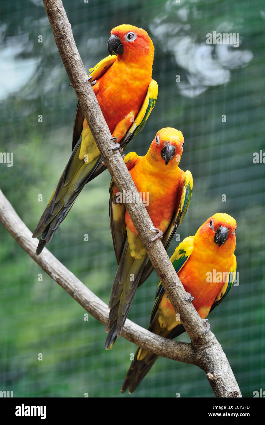 Sun conure bird hi-res stock photography and images - Alamy