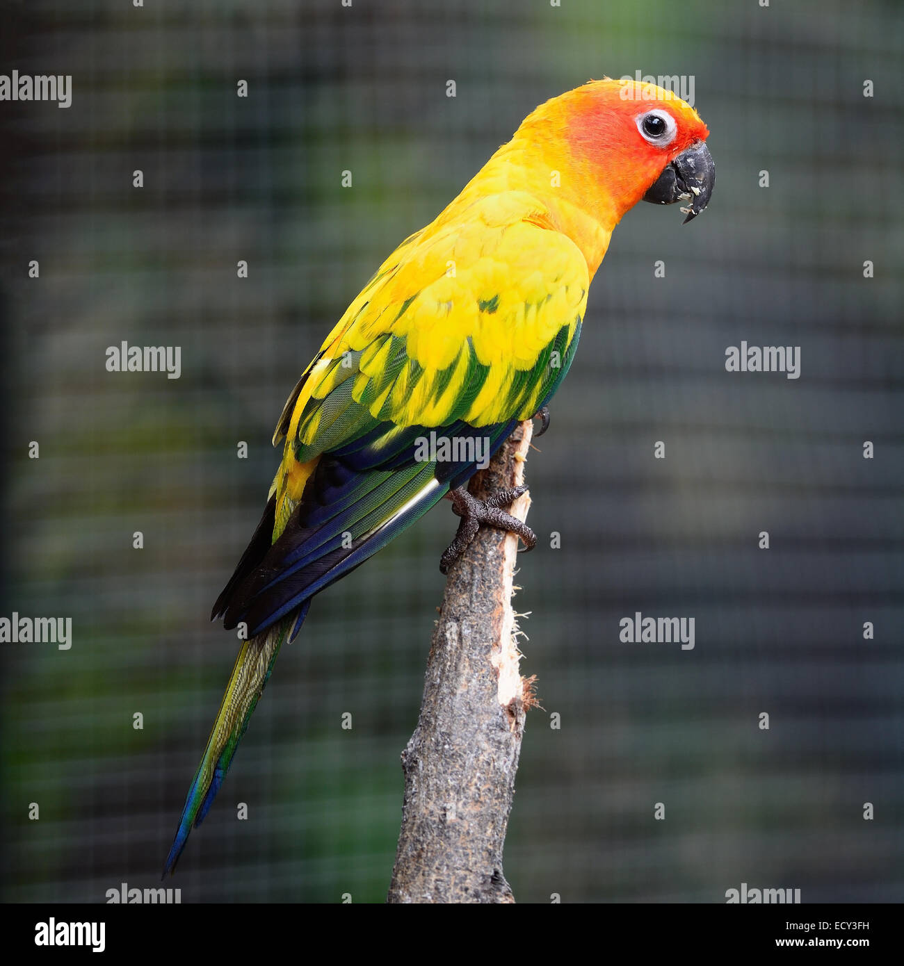 Colorful parrot bird, Sun Conure (Aratinga solstitialis), standing on a ...