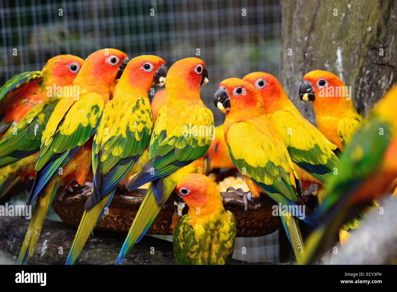 Colorful parrot bird, Sun Conure (Aratinga solstitialis), eating the ...