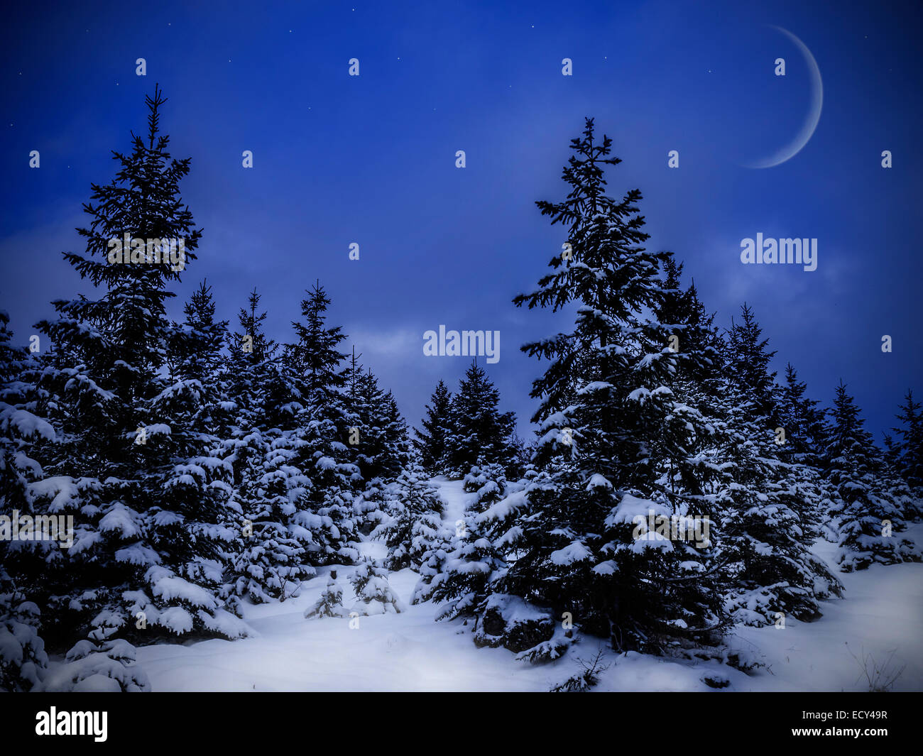 Winter snow night stars forest hi-res stock photography and images - Alamy