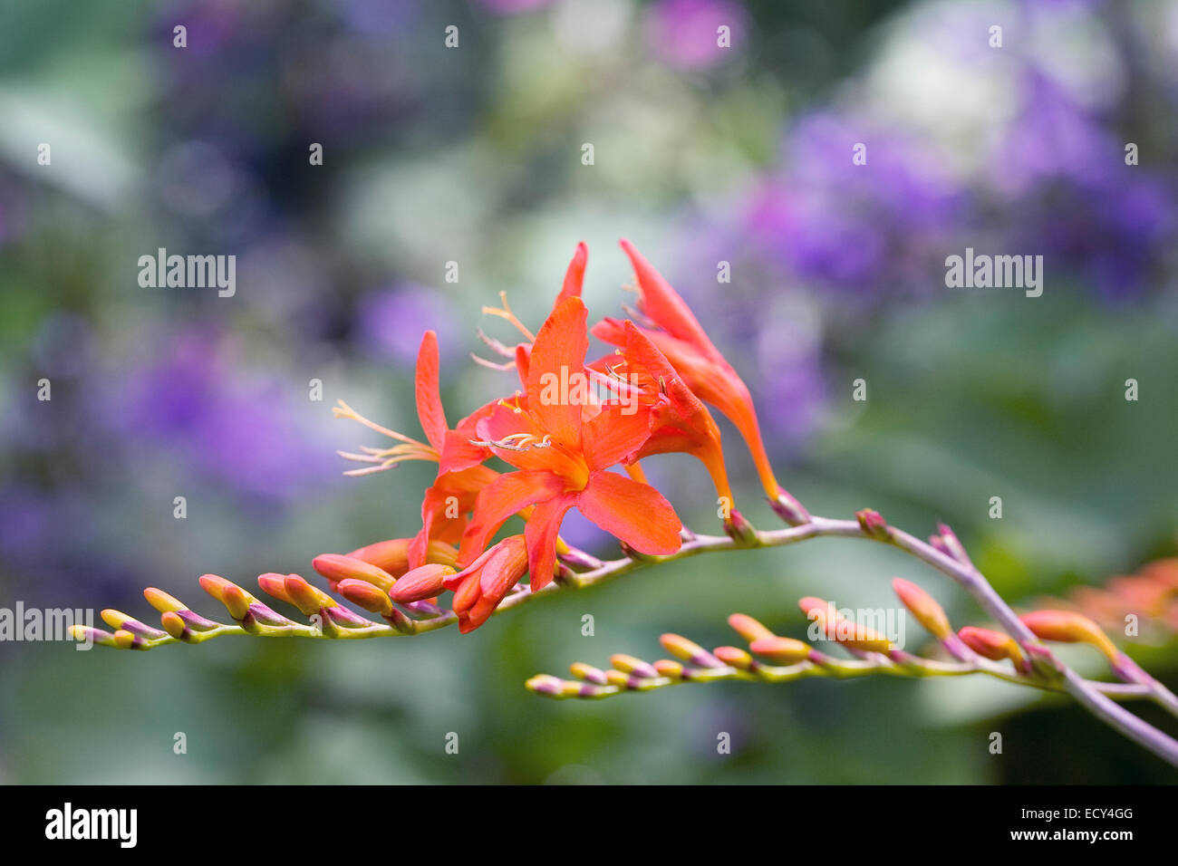Crocosmia 'Orange Devil' flowers in an herbaceous border Stock Photo ...