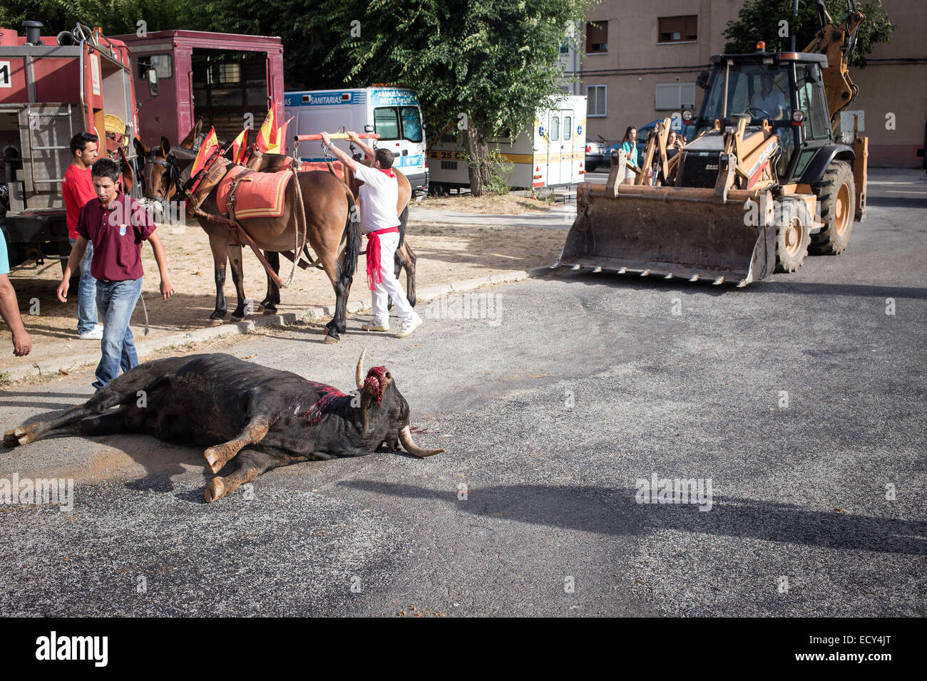 Dead Bull High Resolution Stock Photography and Images - Alamy