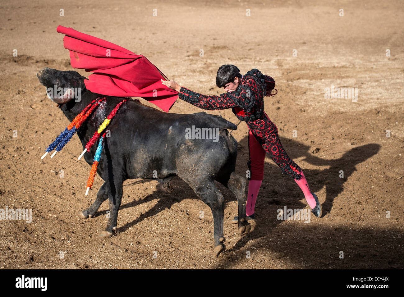 Bullfighter performing a "Veronica", bullfighting, El Barco de Avila ...