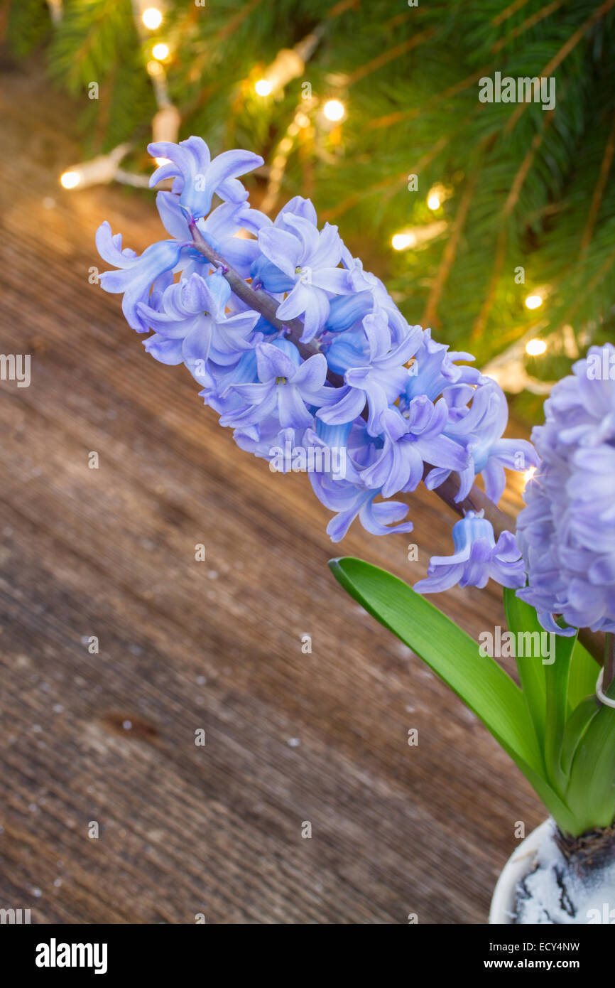 Hyacinth still life seasonal hi-res stock photography and images - Alamy