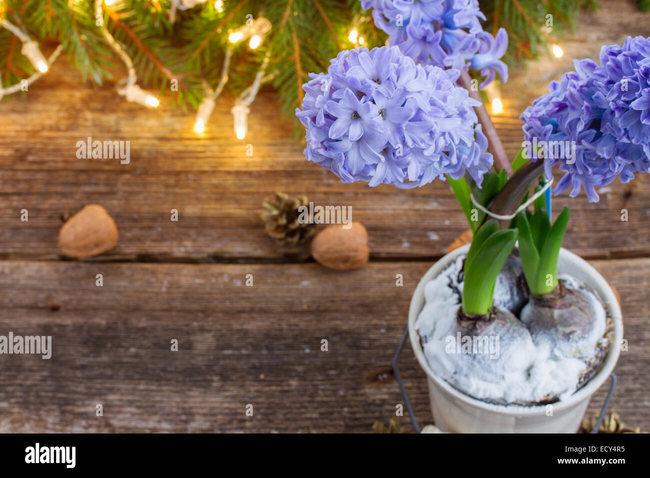 Hyacinths christmas indoors hi-res stock photography and images - Alamy
