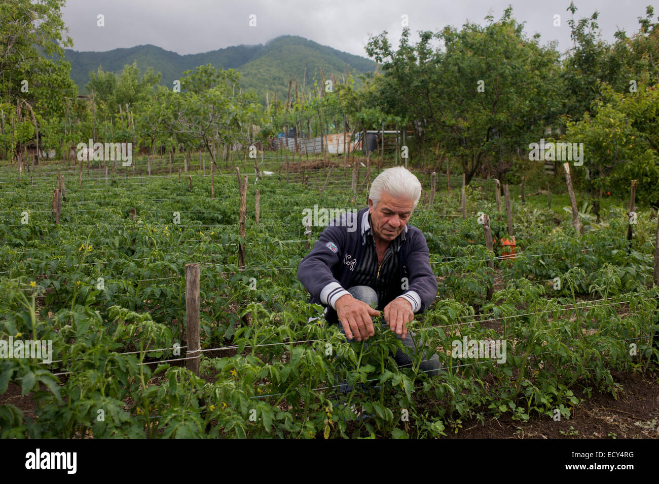 Local farmer tends crops in a fertile field on his smallholding ...