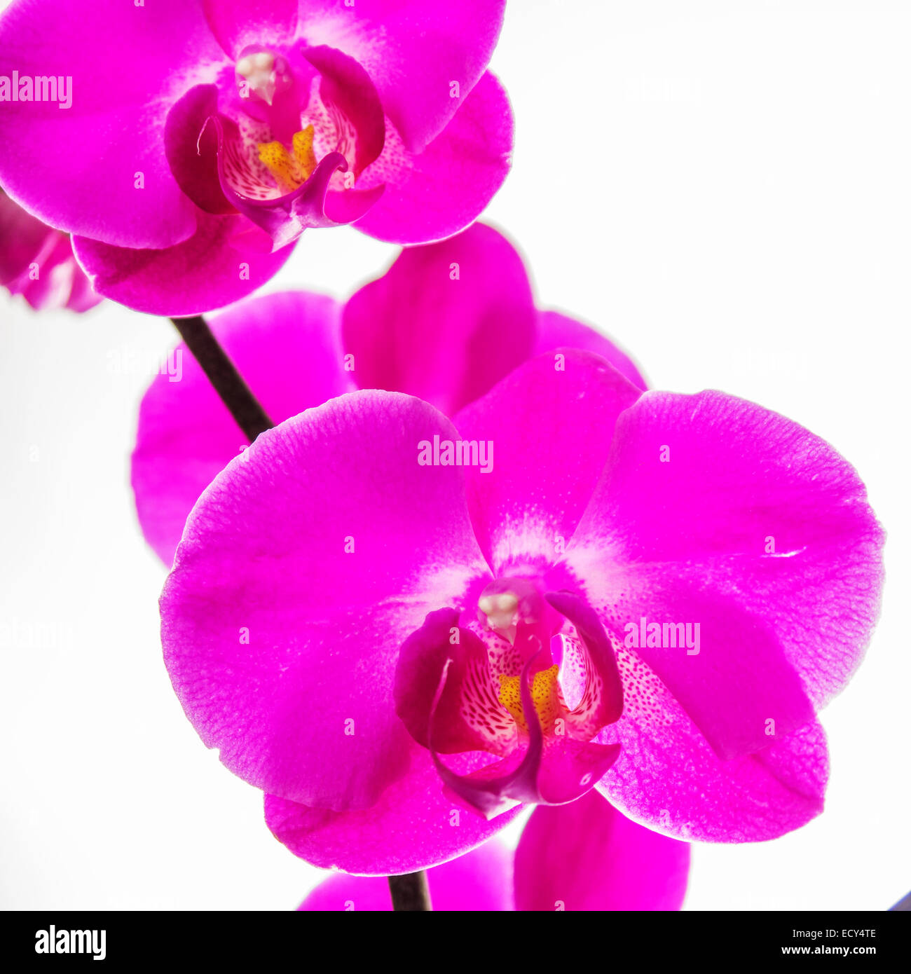 an orchid flower on white background Stock Photo - Alamy