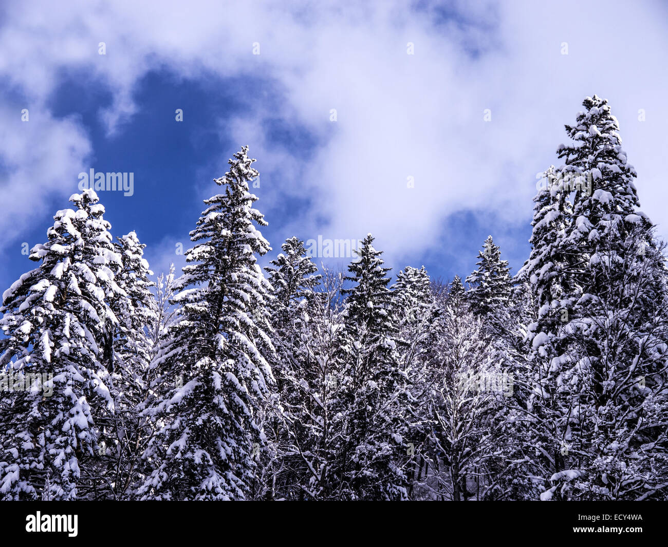 Fir forest hi-res stock photography and images - Alamy