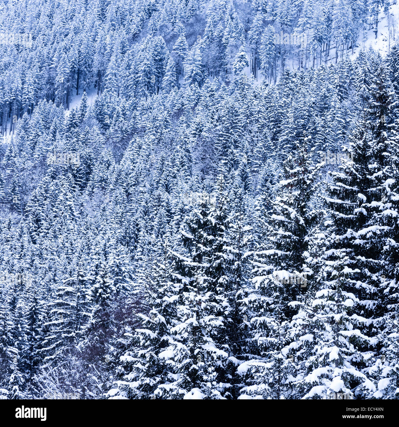 Firs in a forest hi-res stock photography and images - Alamy