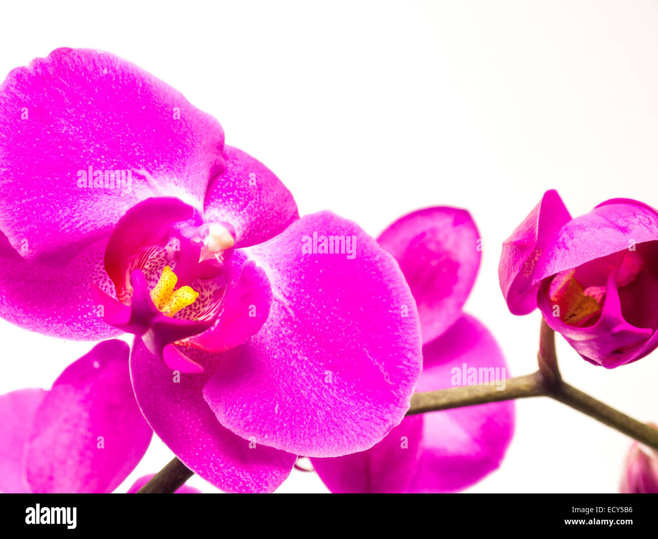 a pink orchid flower on white background Stock Photo - Alamy