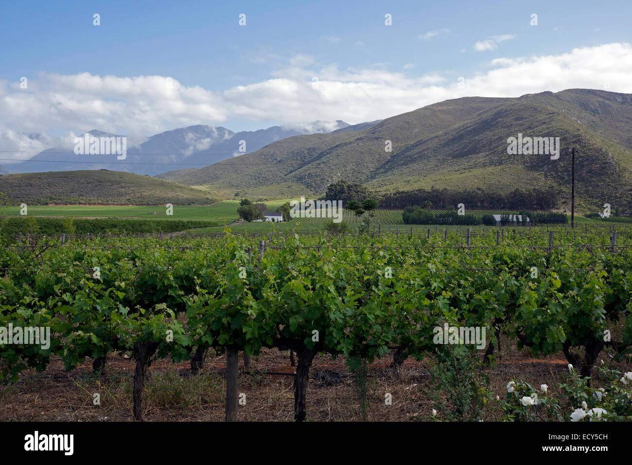 Vineyards on the The Klein (Little) Karoo Wine Route along route 62 in ...