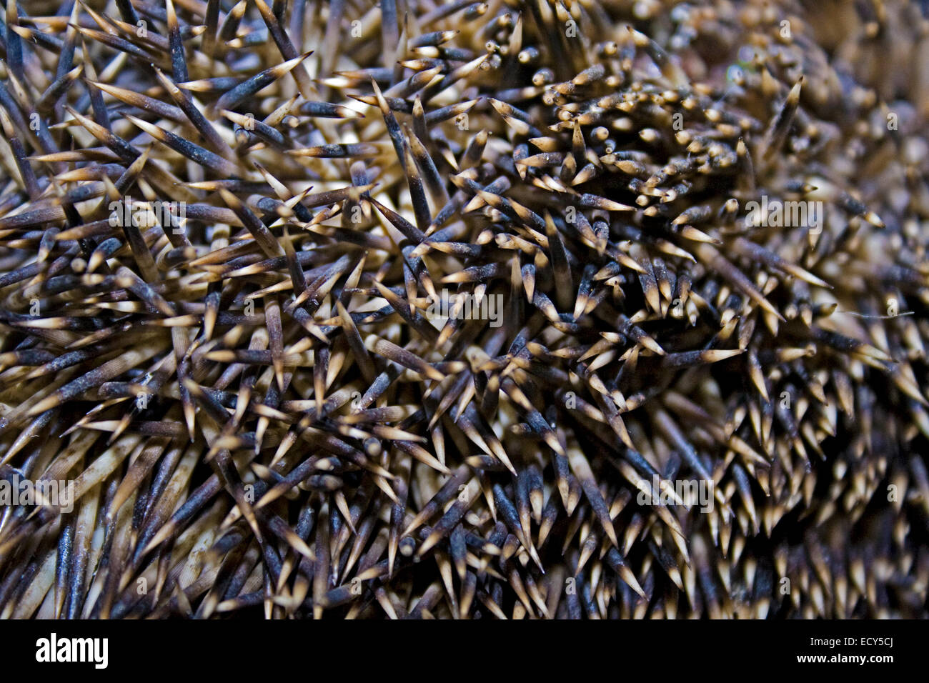 Mammal with spines hi-res stock photography and images - Alamy
