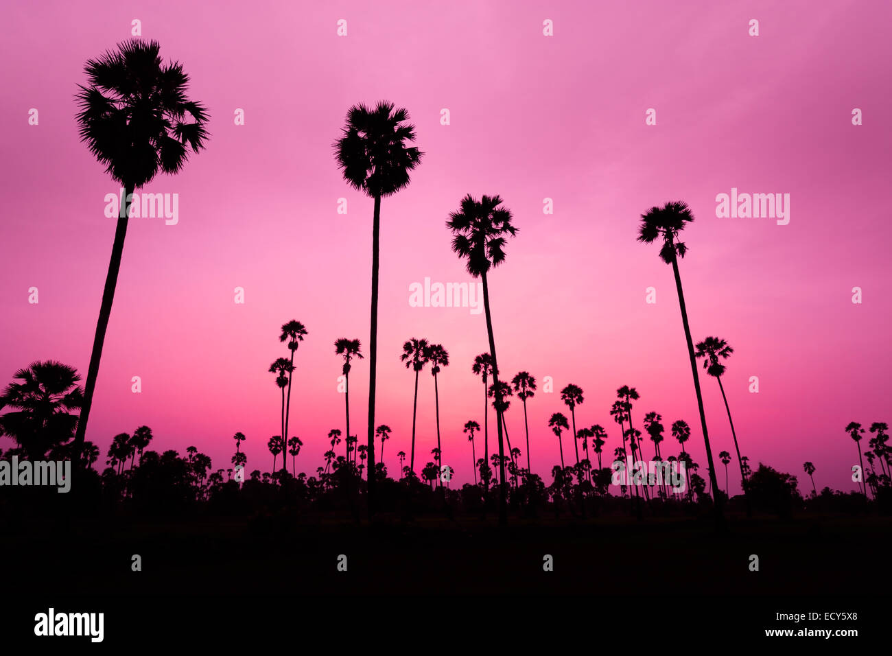 Silhouetted landscape of coconut tree during sunset Stock Photo - Alamy
