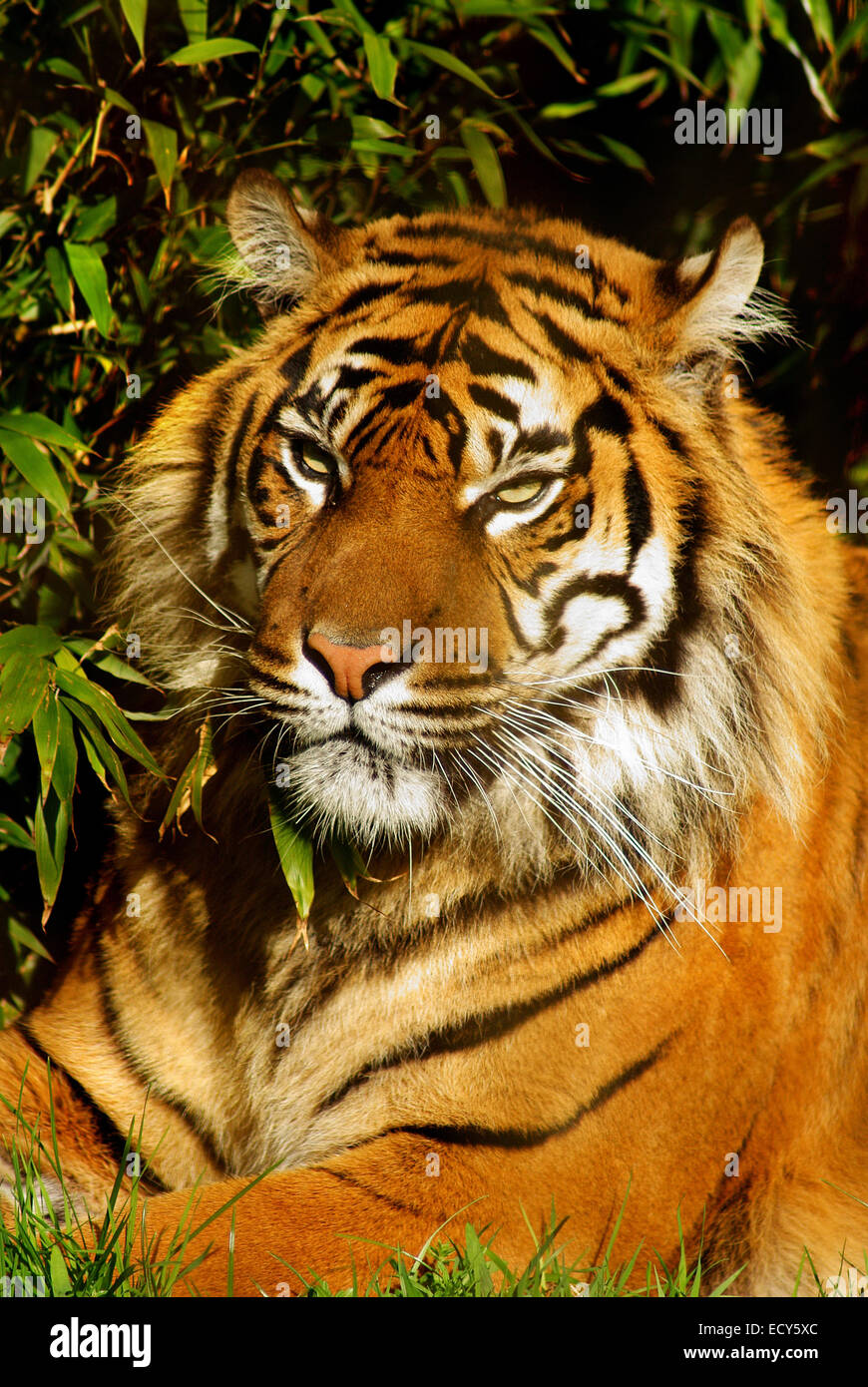 Siberian Tiger relaxing in a natural environment Stock Photo - Alamy