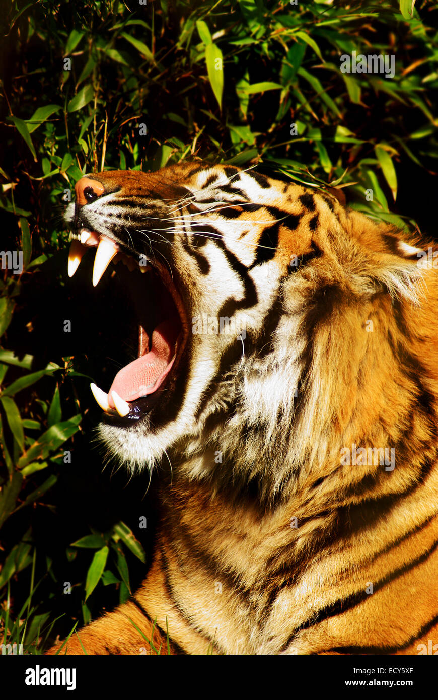 Tiger roaring hi-res stock photography and images - Alamy