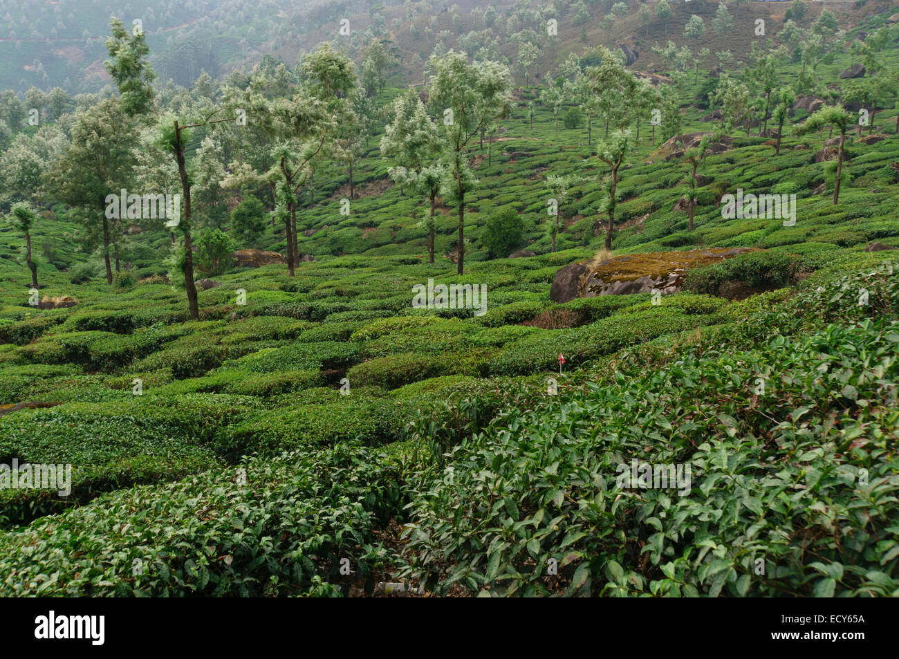 Kerala, India - tea plantation near Munnar, in the Kanan Devan hills ...